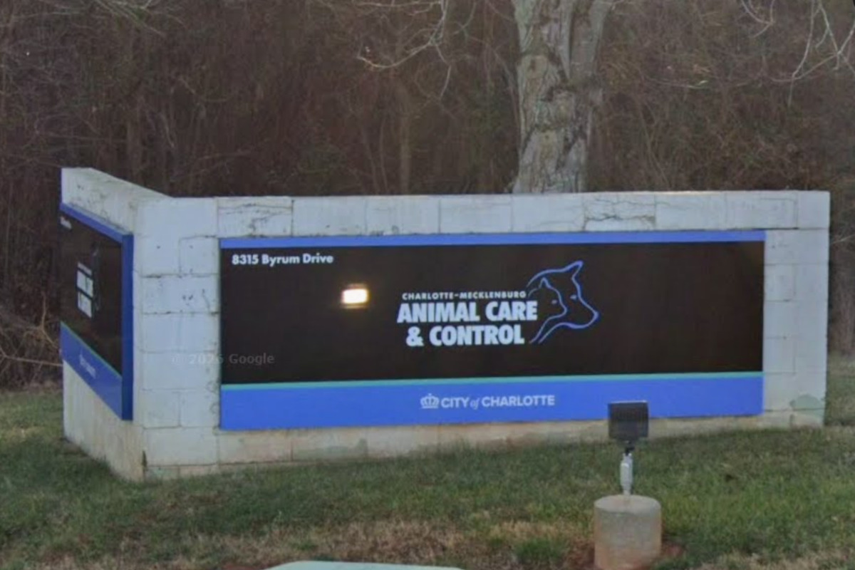 Charlotte Shelter at Capacity — Adopt or Foster