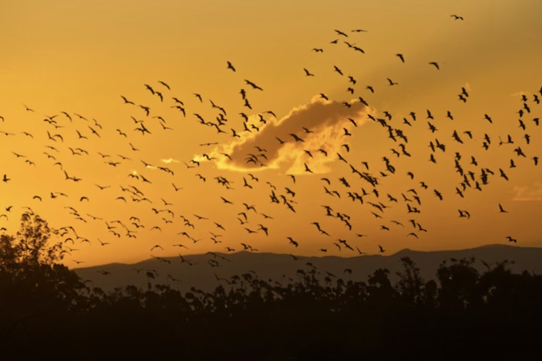 Houston Radar Captures Bats Leaving Waugh Drive Bridge