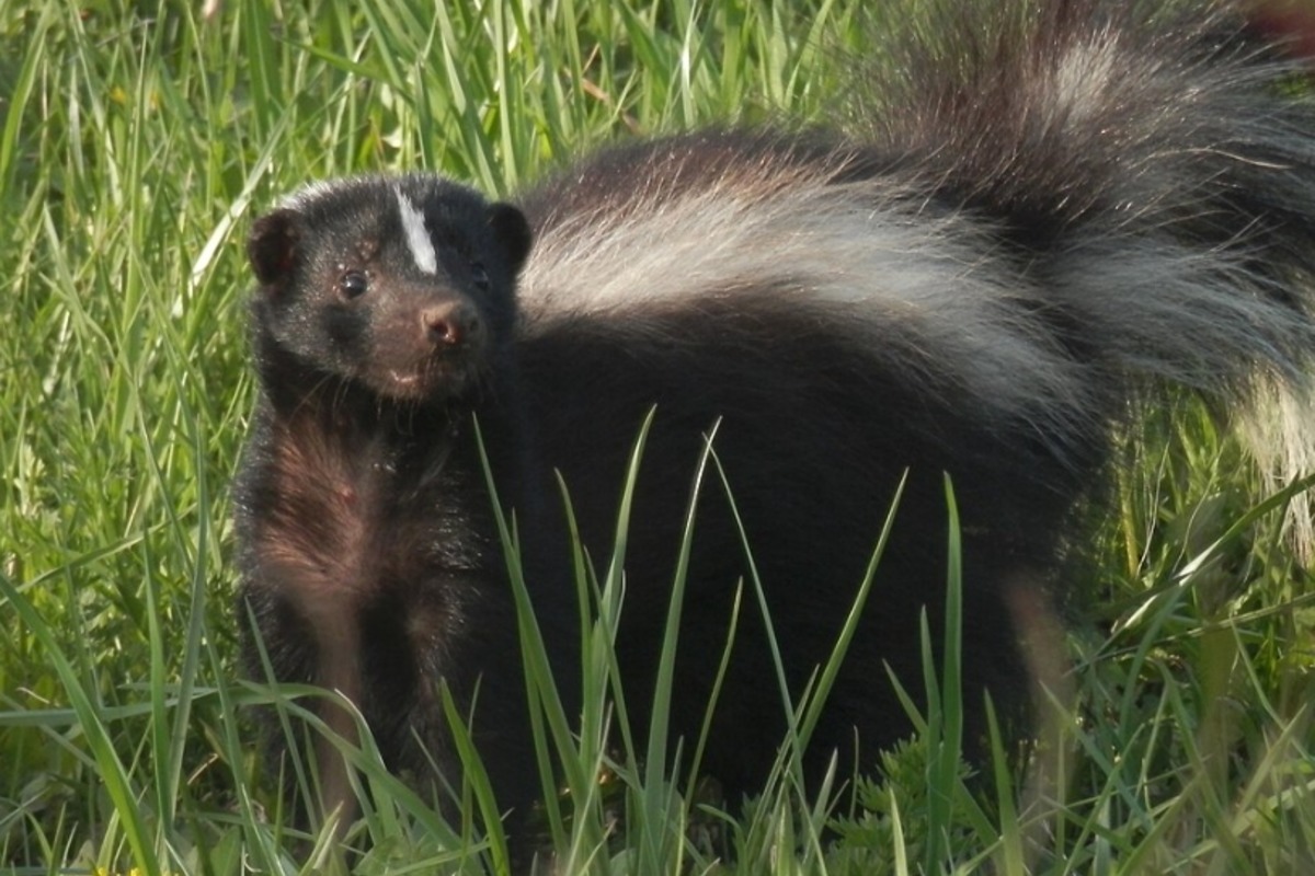 Rabid Skunk Turns Ivywood Drive Into Shelby's Latest Rabies Scare