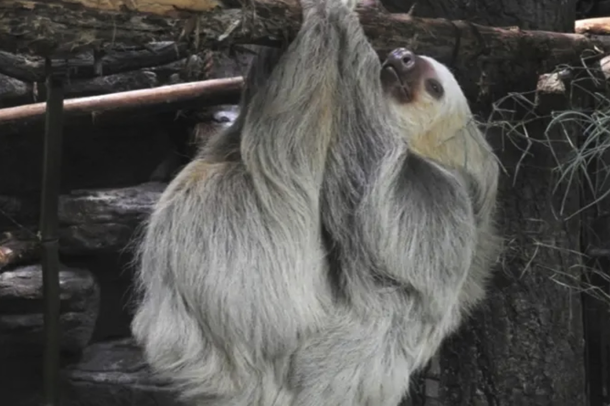 Saint Louis Zoo Sloth Atrium Opens April 15