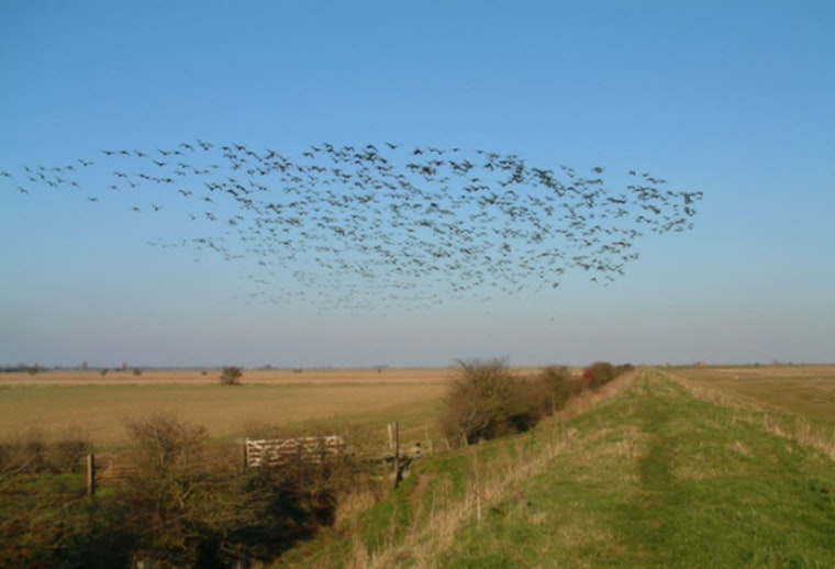43 Million Birds Take to Minnesota Skies in Massive Night Migration
