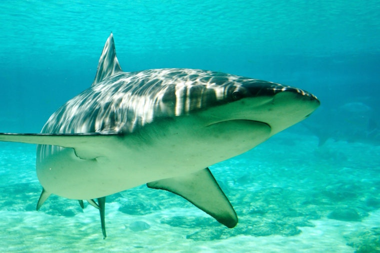 Dusky Sharks Return to Cape Cod After 40 Years