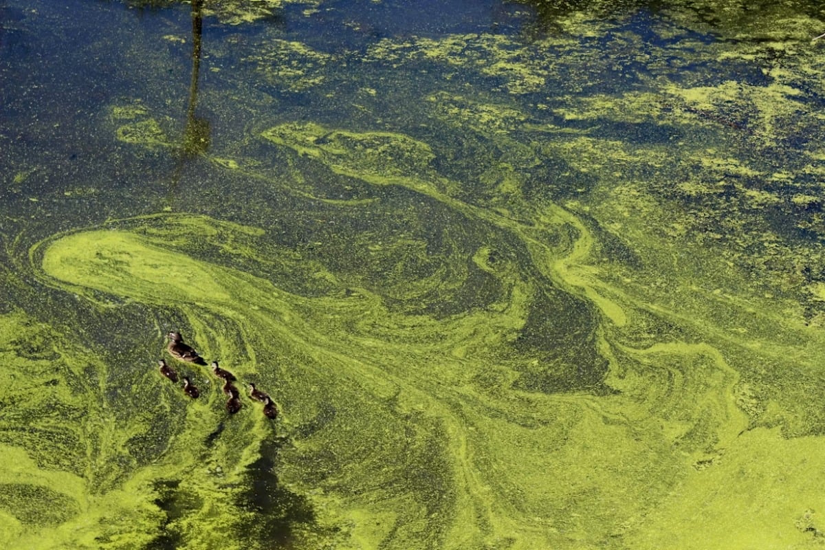 Austin Lake Turns No-Go as Toxic Algae Triggers Health Alert
