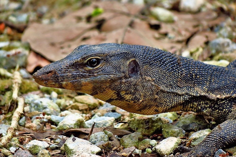 Backyard Shock as Giant Lizard Crashes Peoria Pool Party