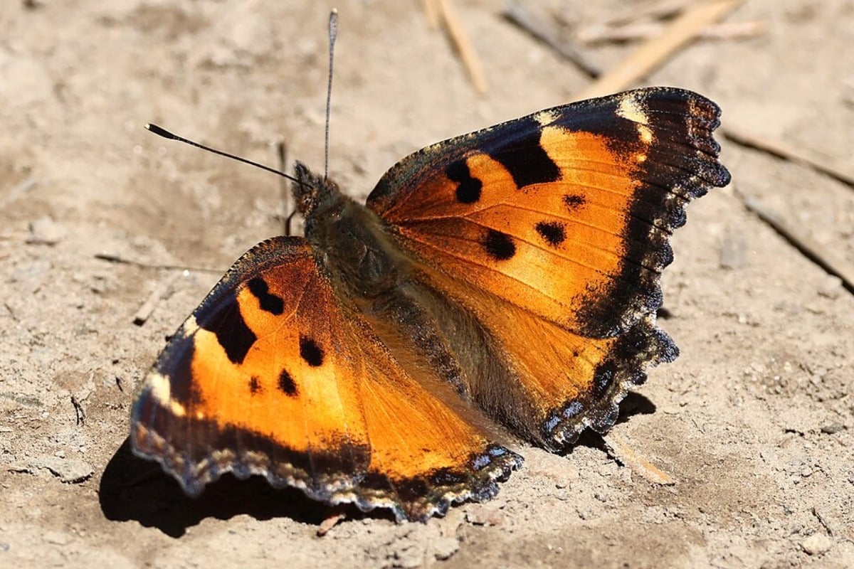 Bay Area Trails Overrun by Swarms of Tiny Orange Butterflies