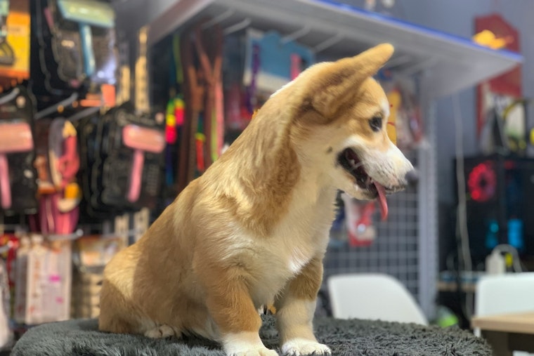 Neighbors Push Back On Bark Street Puppies Opening In Jacksonville