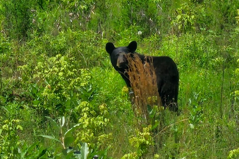 Bear Spotted in Towamencin Near Detwiler & Gehman