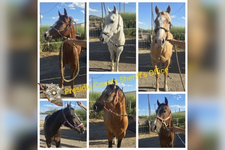 Border Horse Haul: Six Suspected Smuggled Steeds Seized on FM 170