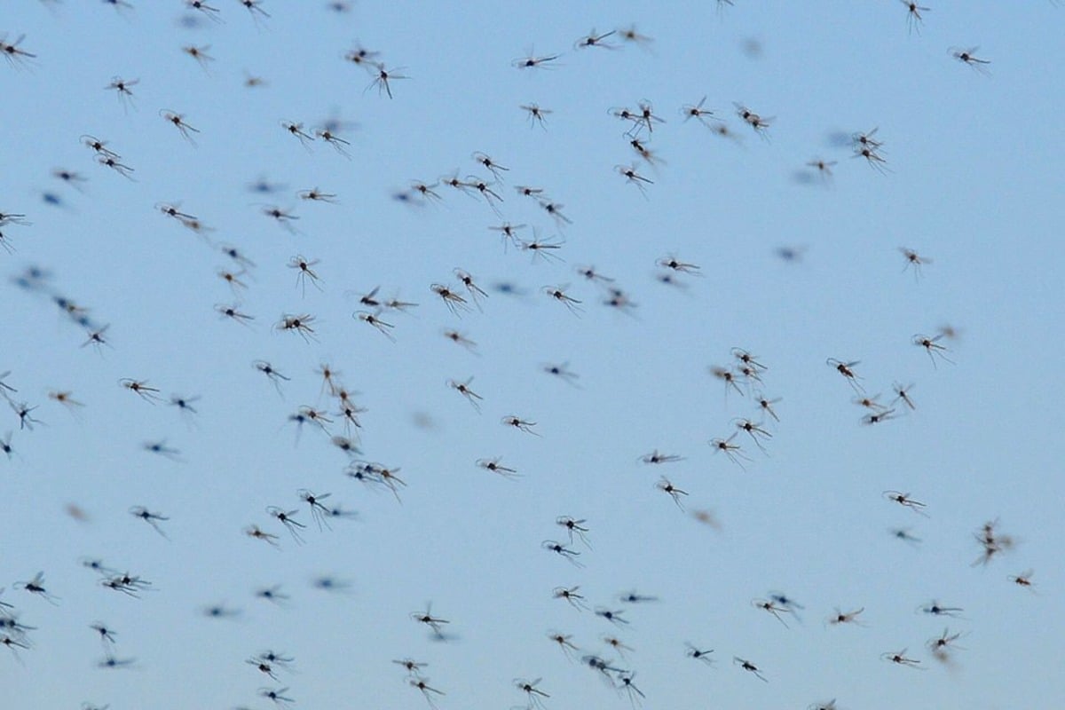 Chicago Lakefront Swarmed by Midges
