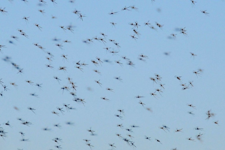 Chicago Lakefront Swarmed by Midges
