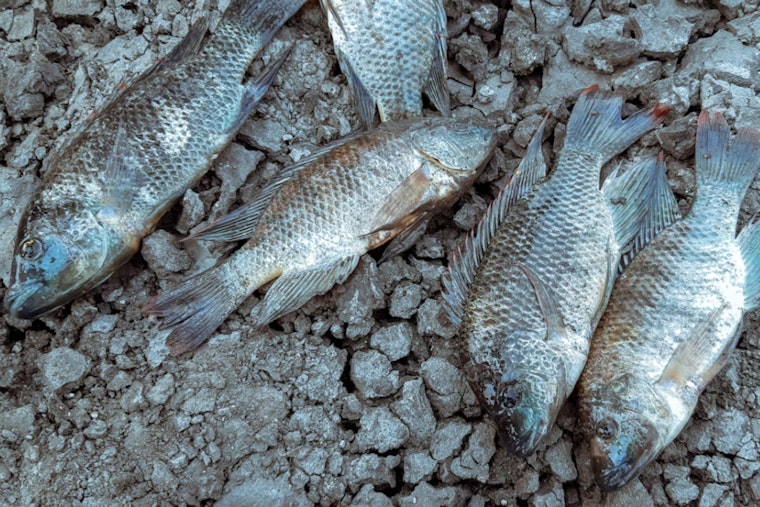 Hundreds of Dead Fish Found in Worcester Pond