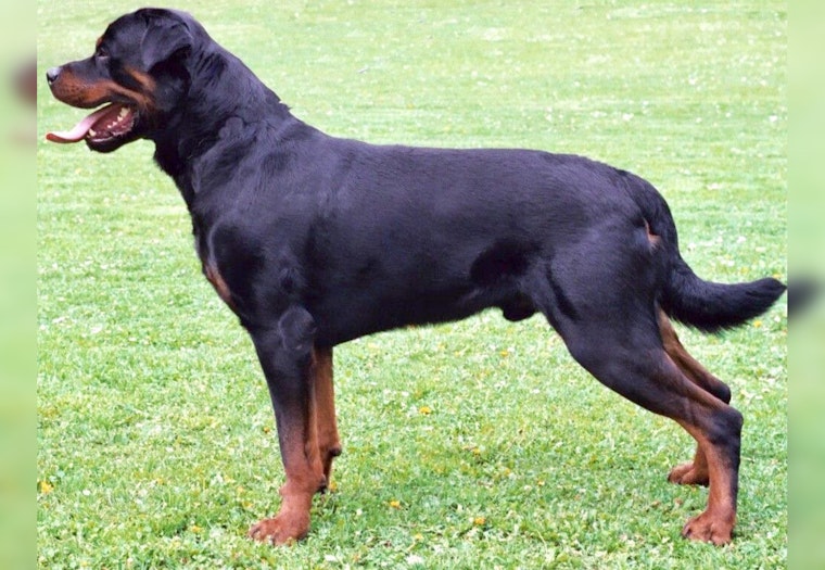 Deputy Shoots Rottweiler in San Bernardino Backyard