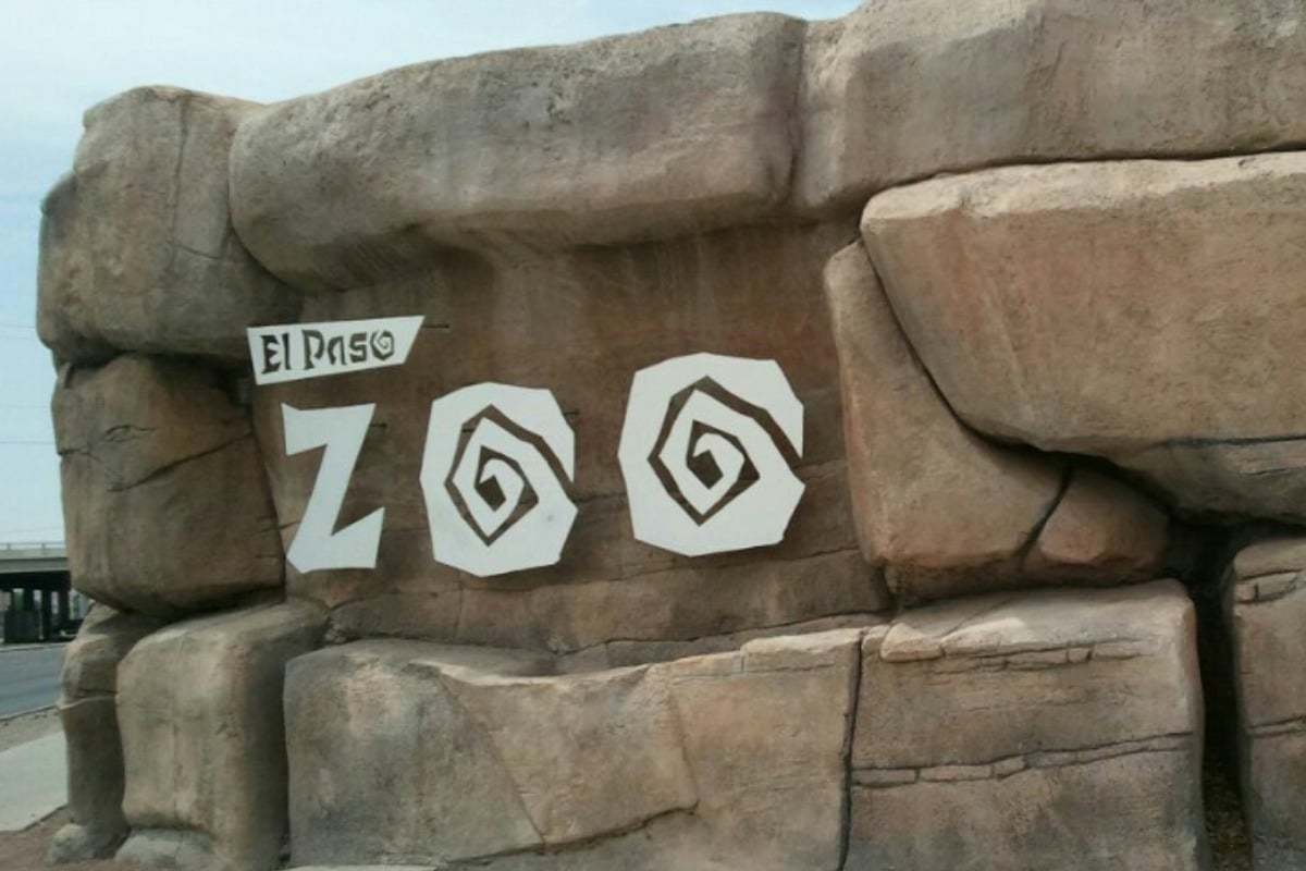 El Paso Zoo Tucks Chihuahuan Desert Baby Boom Center Out Of Sight