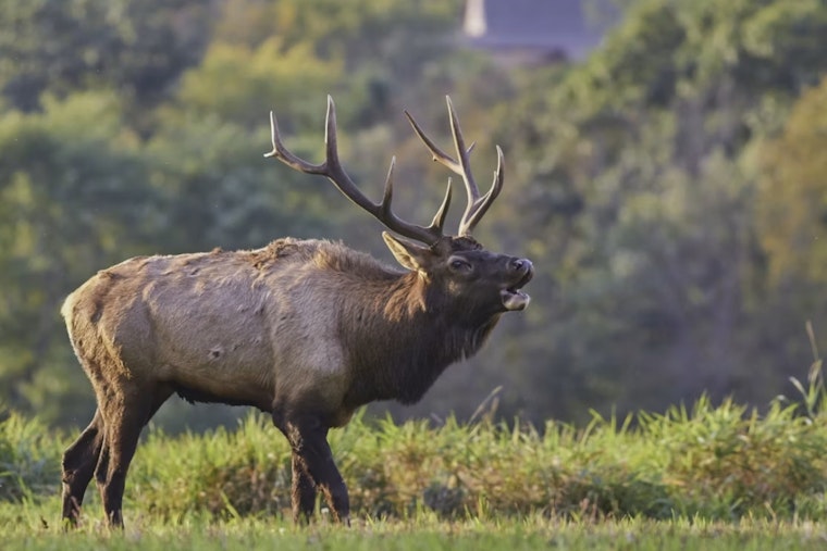 Evergreen Lake Shock As Elk Charge Woman Walking Her Dog