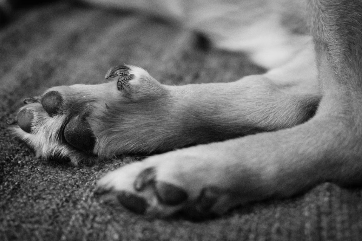 Family Says Golden Retriever Died After Central Florida Dog Attack
