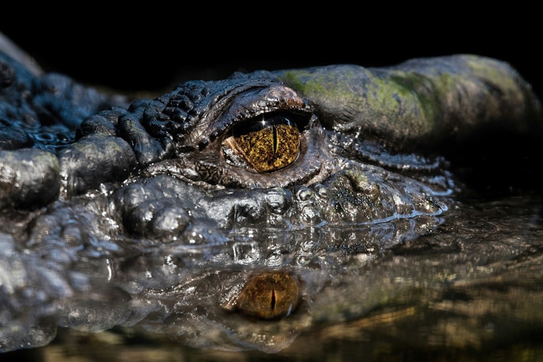 Gators On The Prowl As DNR Tells Central Georgia To Get GatorWise