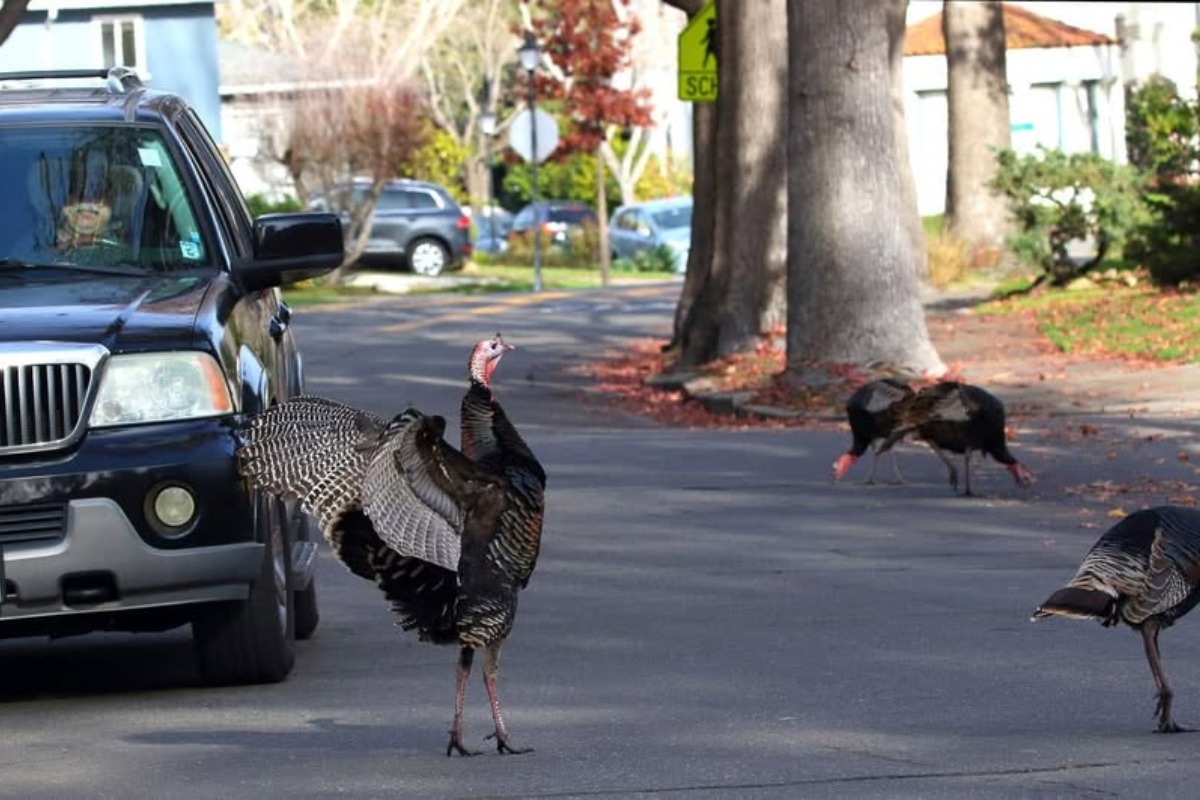 Gobble Trouble: Aggressive Turkeys Rattle Alameda Neighborhoods