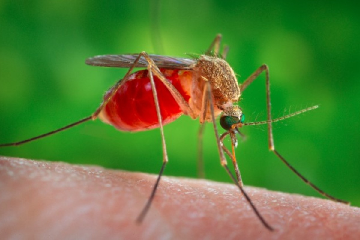 Google Wants to Swamp Florida With 32 Million Lab-Treated Mosquitoes