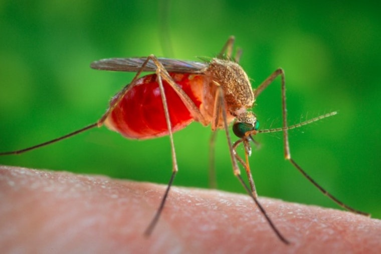 Google Wants to Swamp Florida With 32 Million Lab-Treated Mosquitoes