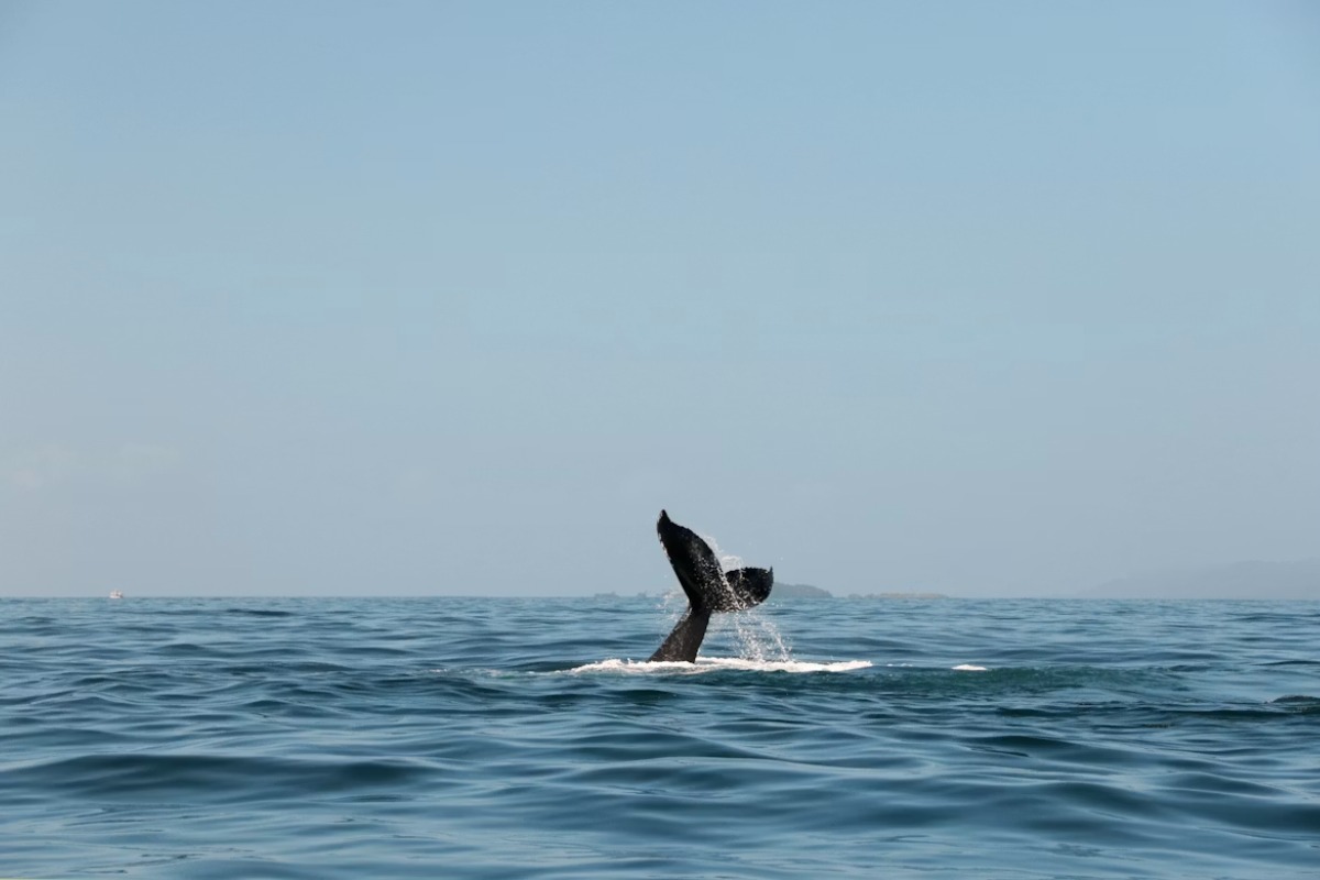 High-Tech Whale Watch: San Francisco Turns To AI To Shield Bay Giants