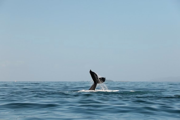 High-Tech Whale Watch: San Francisco Turns To AI To Shield Bay Giants