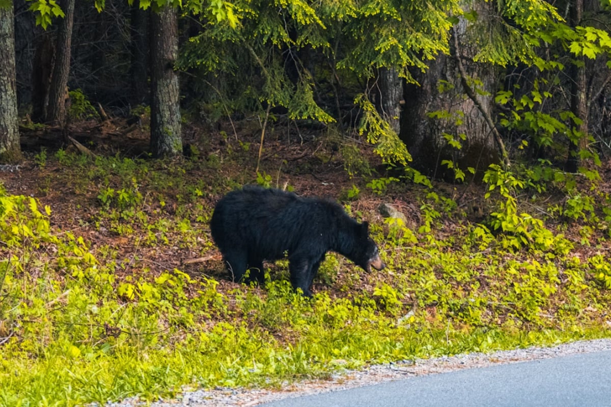 Black Bear Wanders Near Worcester High School