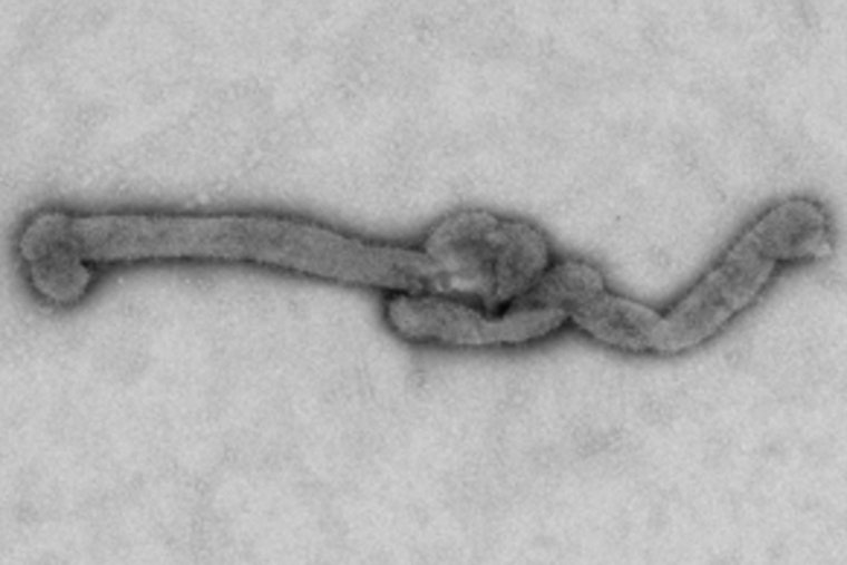 Long Island Man Survives Rare Bourbon Virus Infection