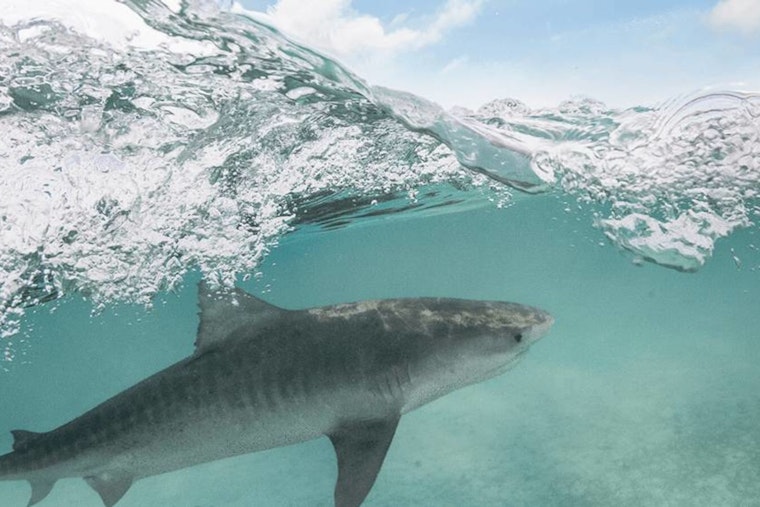 Maui Kayakers Trade Blows With Tiger Shark Off Olowalu