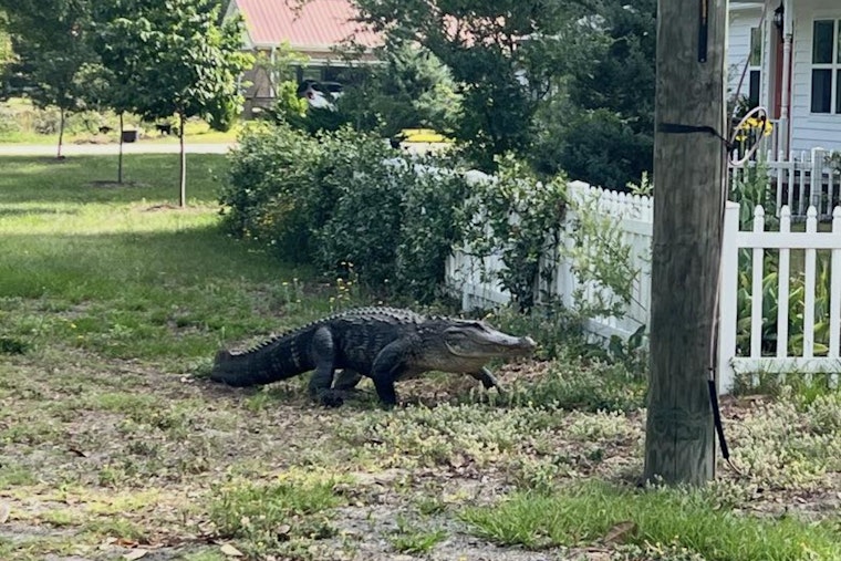 Memorial Day Gator Goes Door to Door in Southport Before Cops Haul It