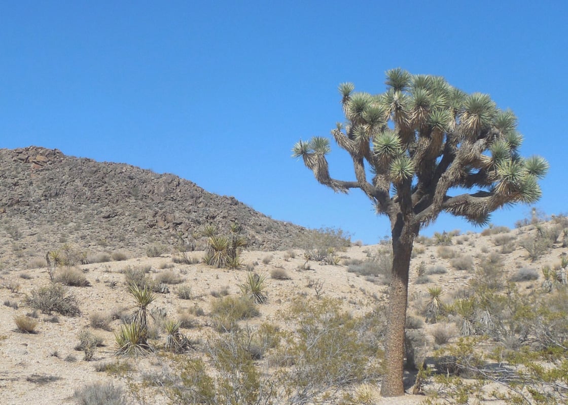Mojave Joshua Trees Decline As Scientists Test Fungi