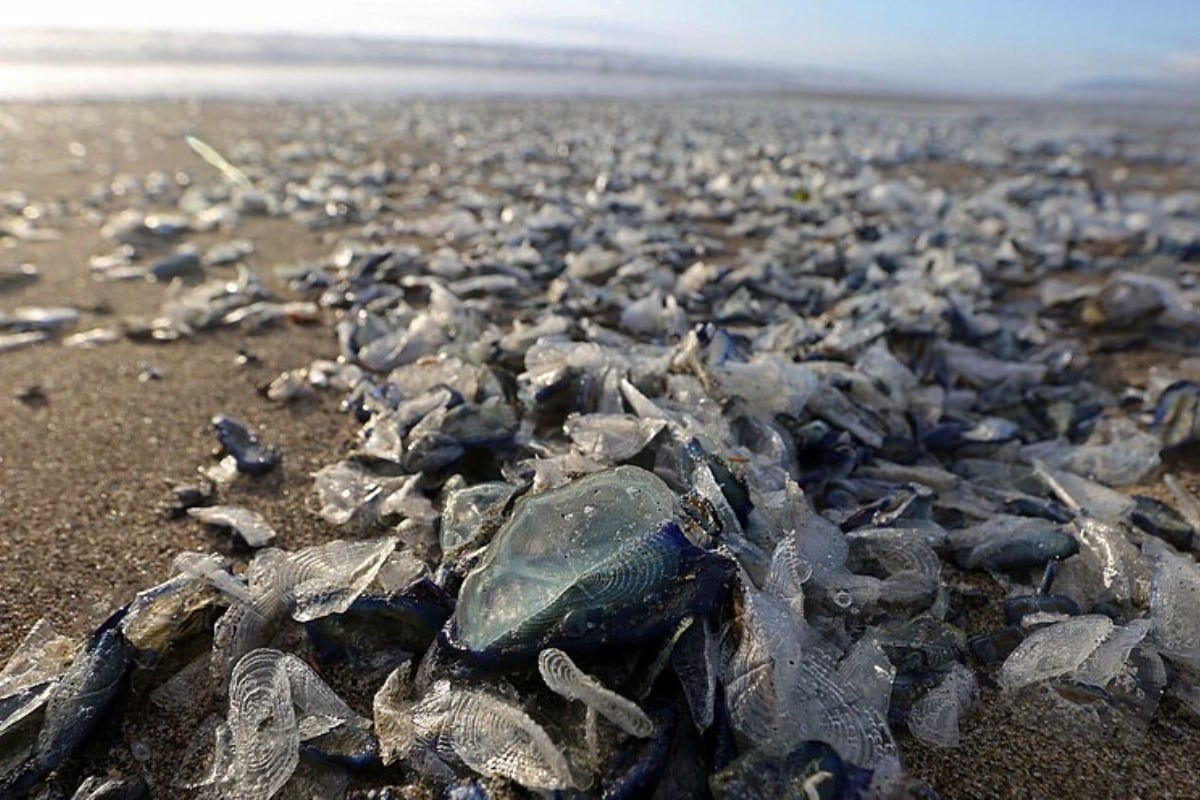 Neon Sea Invasion: Tiny Blue Sailors Carpet California Coast