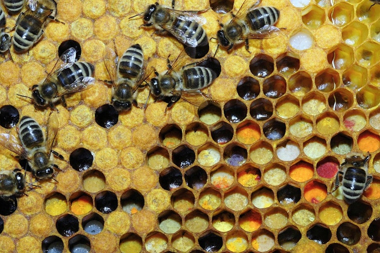 Meg Farris Stung By Bee Swarm During New Orleans Report