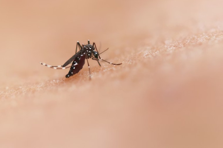 Portland Asks County Mosquito Team To Move