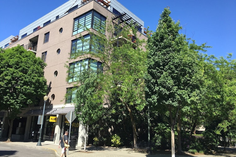 Portland’s Tree Rules Get Shake-Up In Bid To Fix Canopy Divide
