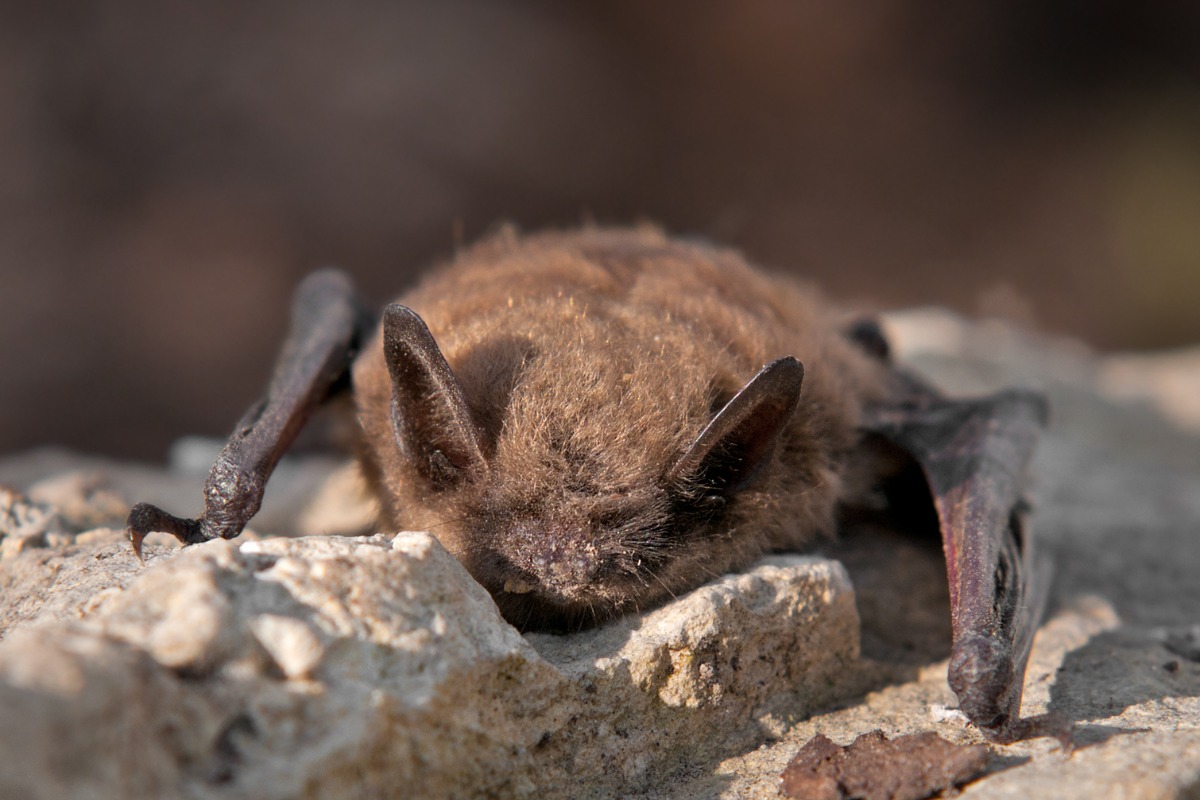 Rabid Bat Near Adriel Hills Rattles Quiet Fort Collins Corner