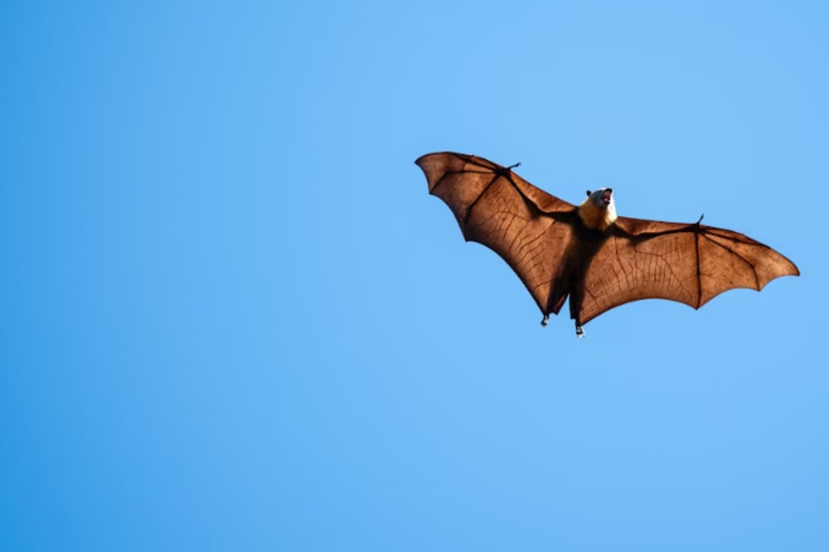 Rabid Bat Near Roseburg Triggers Rabies Scare, County Sounds Alarm