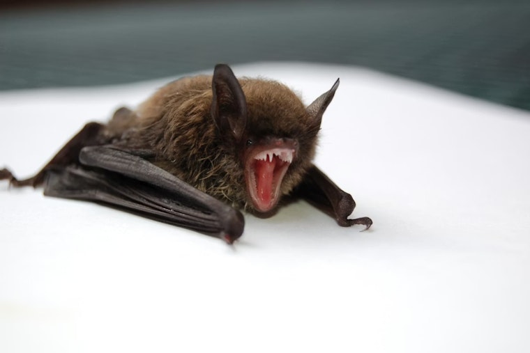 Rabid Bat Outside Hamilton Nursing Home Triggers Health Scare