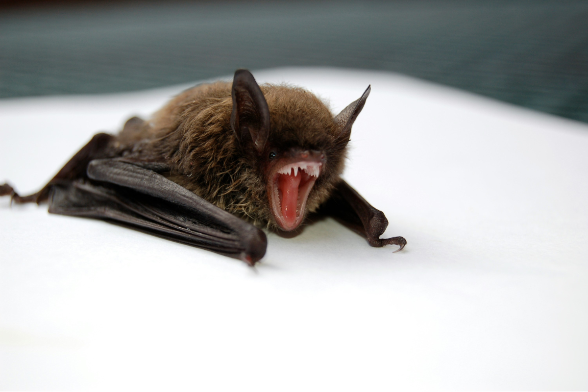 Rabid Bat Snagged Near Palo Verde Common Puts South Fremont On Alert