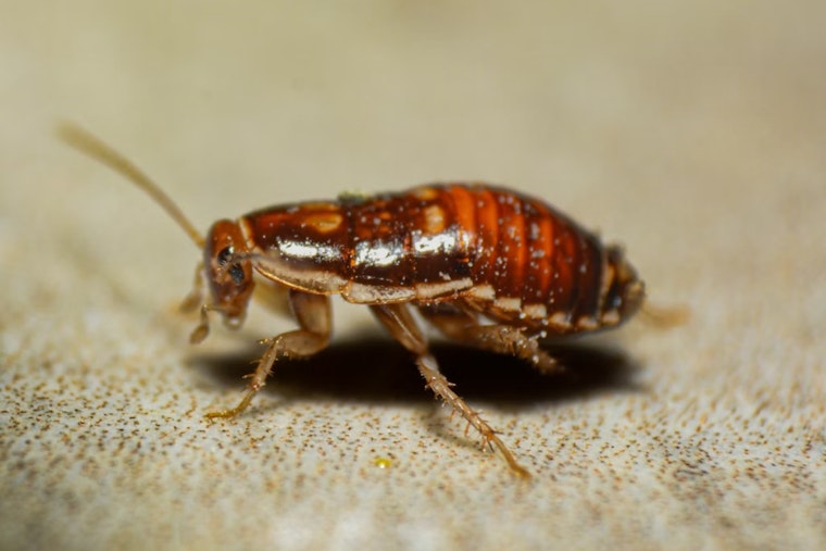 Roaches, Sewage and Dismal Scores Rattle Tarrant County Kitchens