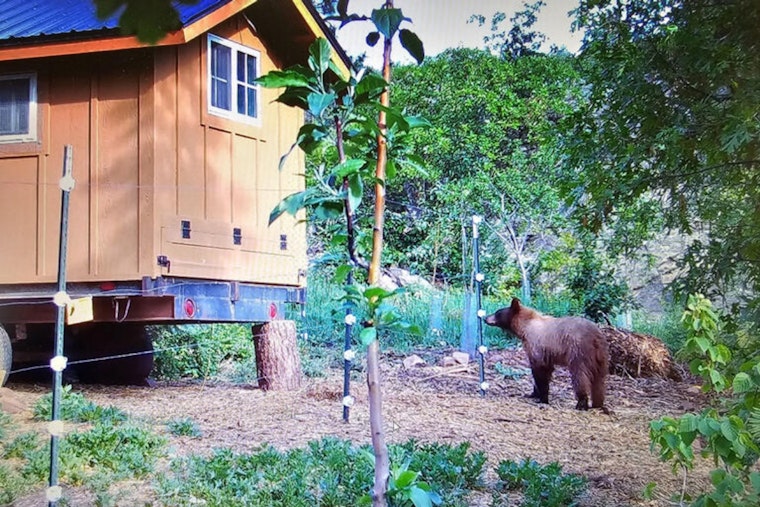Roaming Bear Rattles Broomfield’s Anthem Ranch By Highway 7