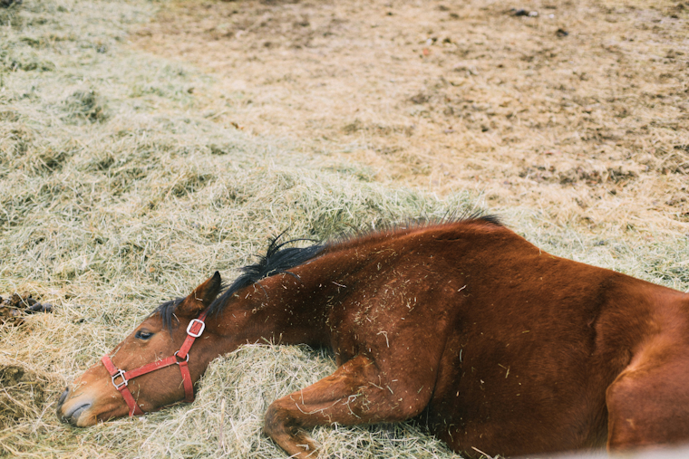 Shock At Laurel Park As Hit Zero Drops Dead On Black-Eyed Susan Day