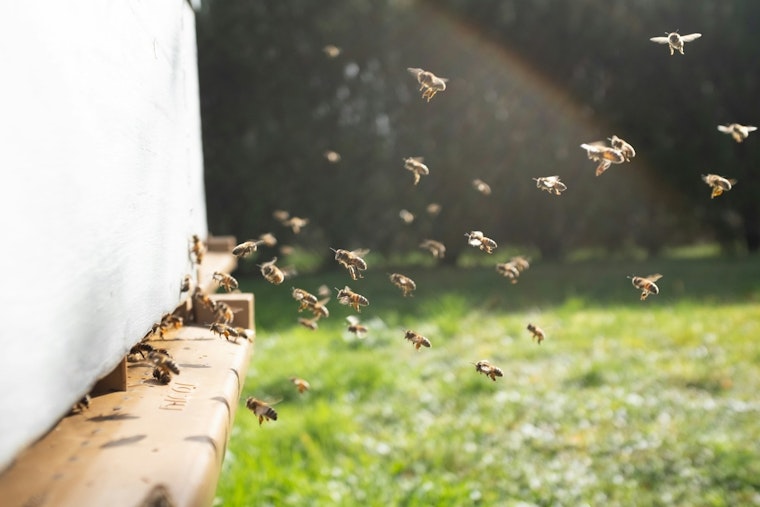 South Side Chicago Yard Swarmed By Thousands Of Bees
