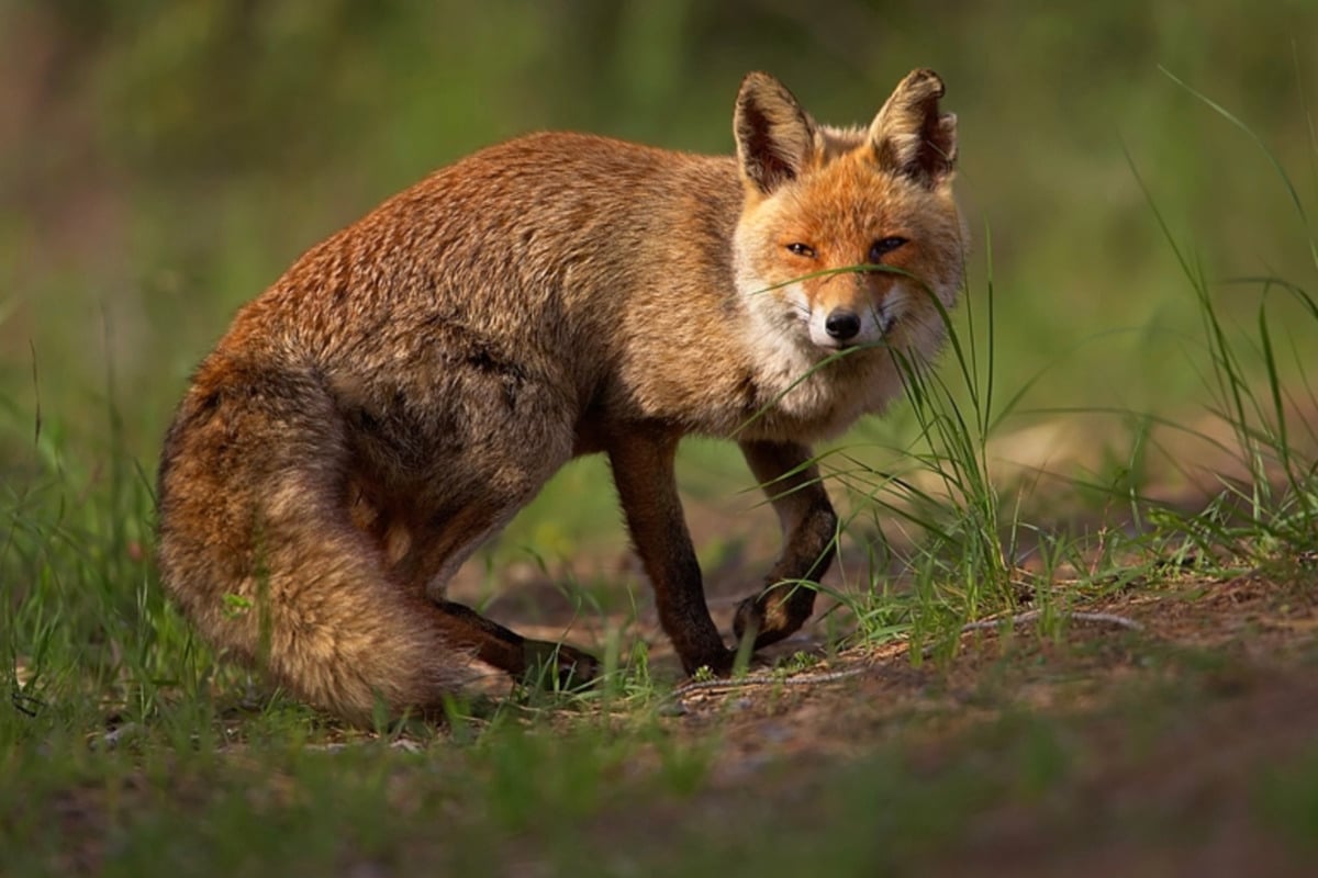 Stowaway Fox Basil Cleared After Treatment At Bronx Zoo