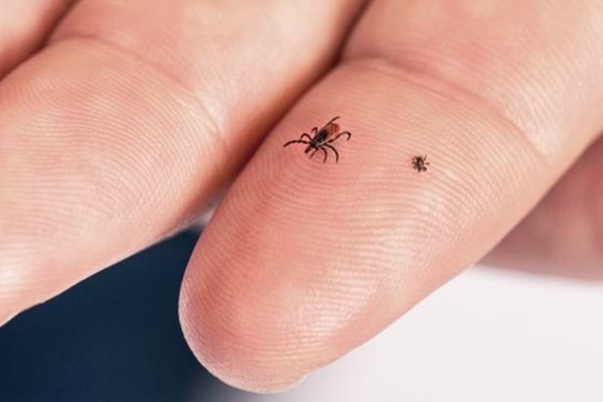 Tar Heel Ticks Are Turning Steak Night Into An E.R. Visit
