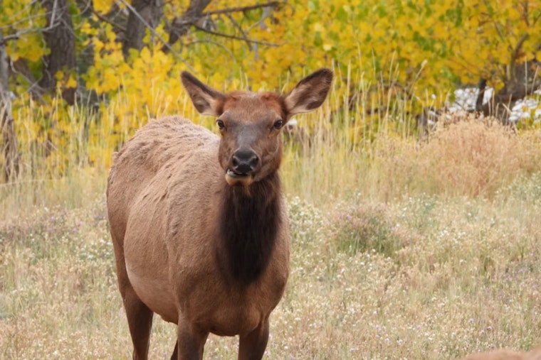Terrified Estes Park Mom And Daughter Flee Charging Elk Near Alberta