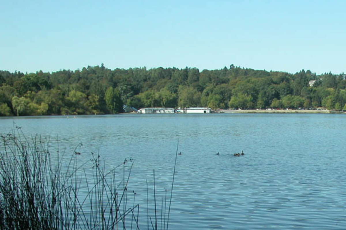 Toxic Gunk Turns Seattle's Green Lake Into No-Go Zone For Swimmers And