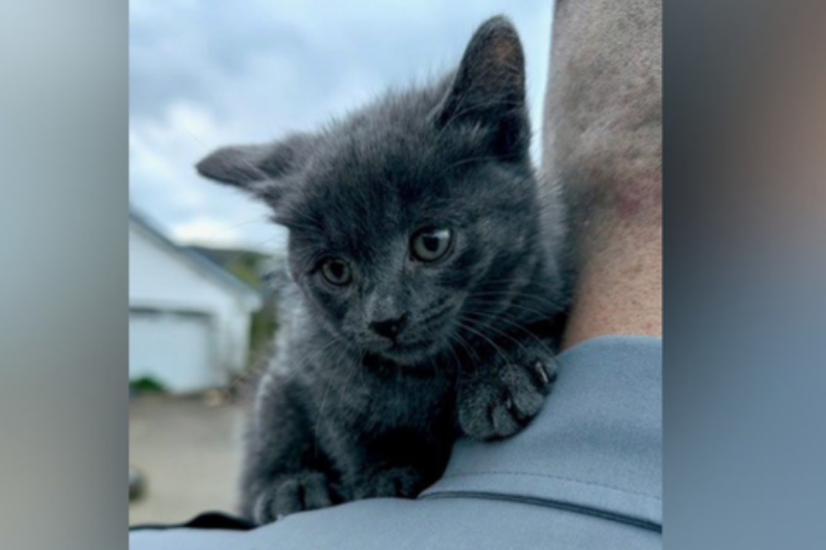Trash-Bag Horror In Warren County As Kitten Hurled From Pickup