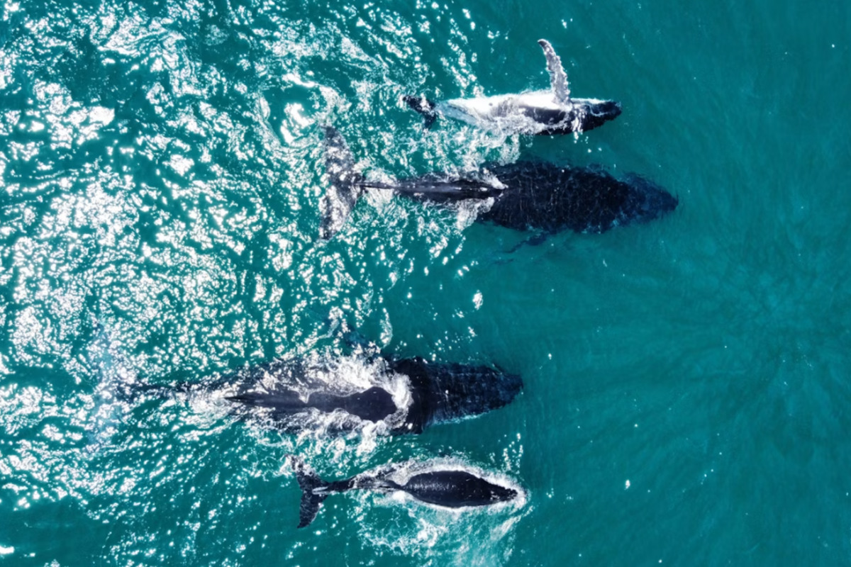 More Than 200 Whales Spotted Off Cape Cod