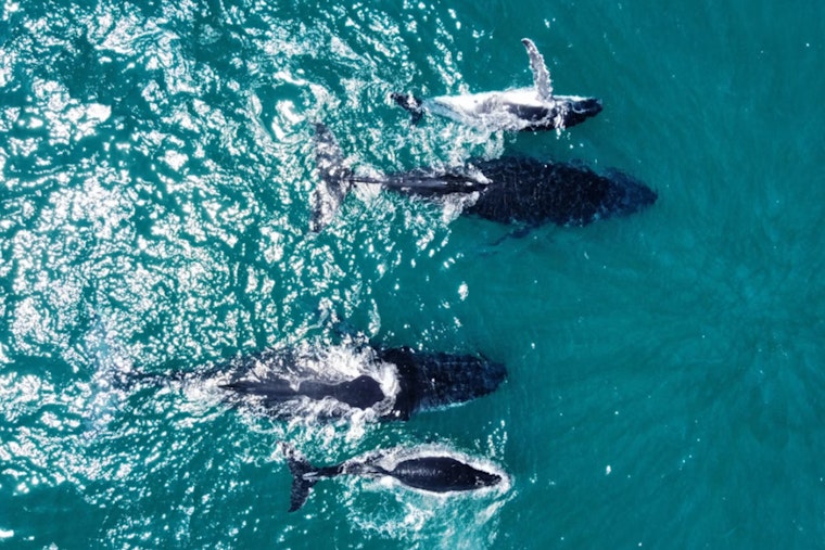 More Than 200 Whales Spotted Off Cape Cod