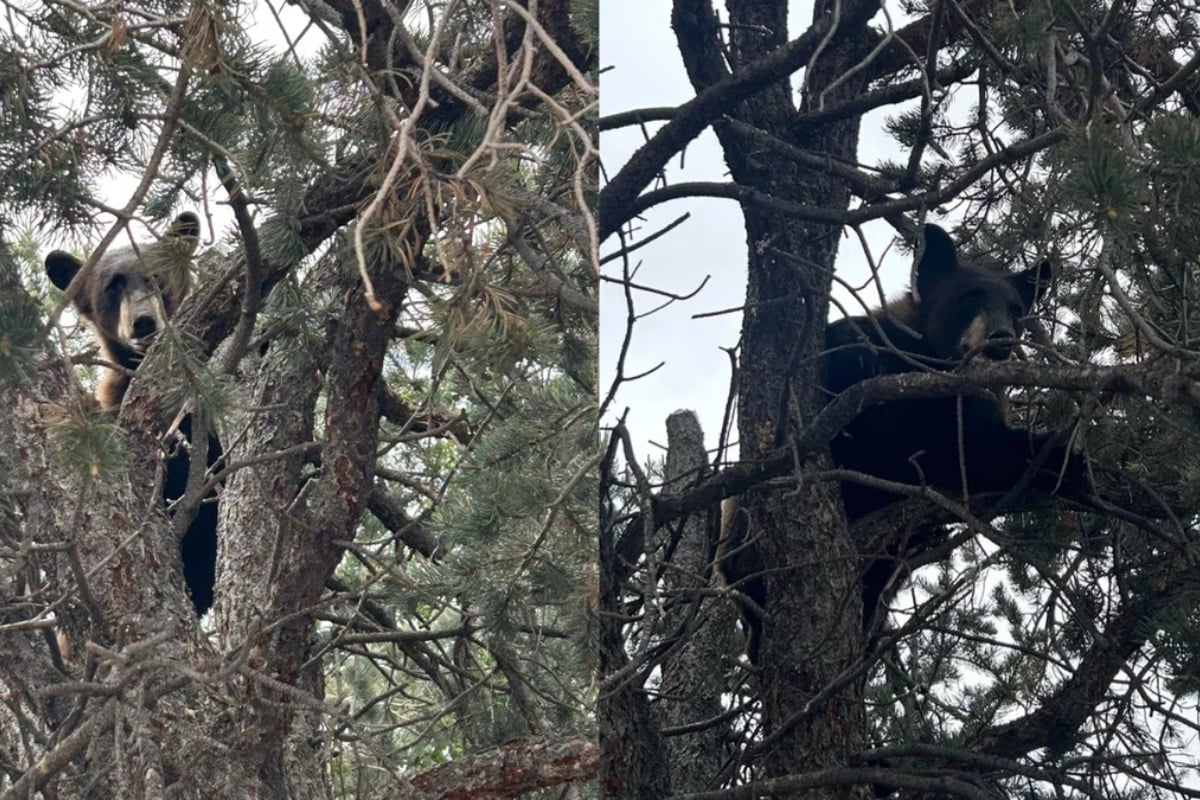 Barnes Road Bear Busted: Yearling Nabbed At Busy Springs Corner,